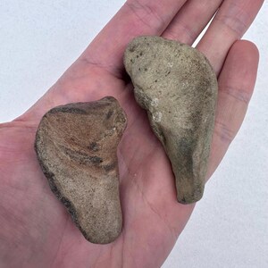 Large Fossil Miocene Bulla Bone - Sea Mammal Inner Ear Bone - Fossil ...