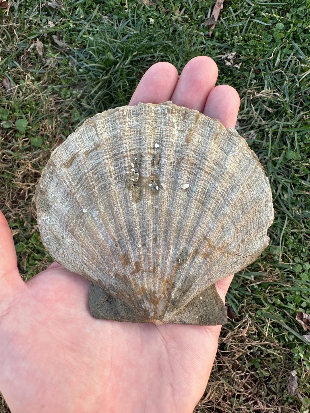 Fossilized Chesapecten Shell Complete Double Sided Fossil Shell Shell ...