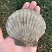 Huge Fossilized Ecphora Shell Fossil Shell Shell Fossil Fossilized ...