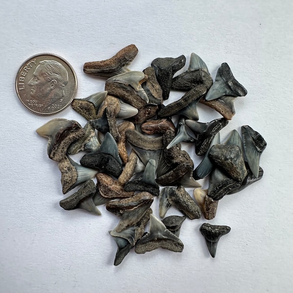 Small Shark Teeth - Etsy
