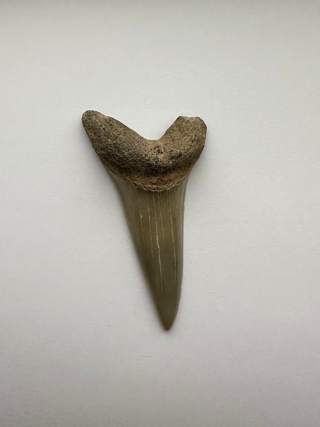 Flawless Huge Fossilized Mako Shark Tooth Mako Teeth 2 in - Etsy