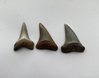 Fossil Dolphin Teeth - Etsy