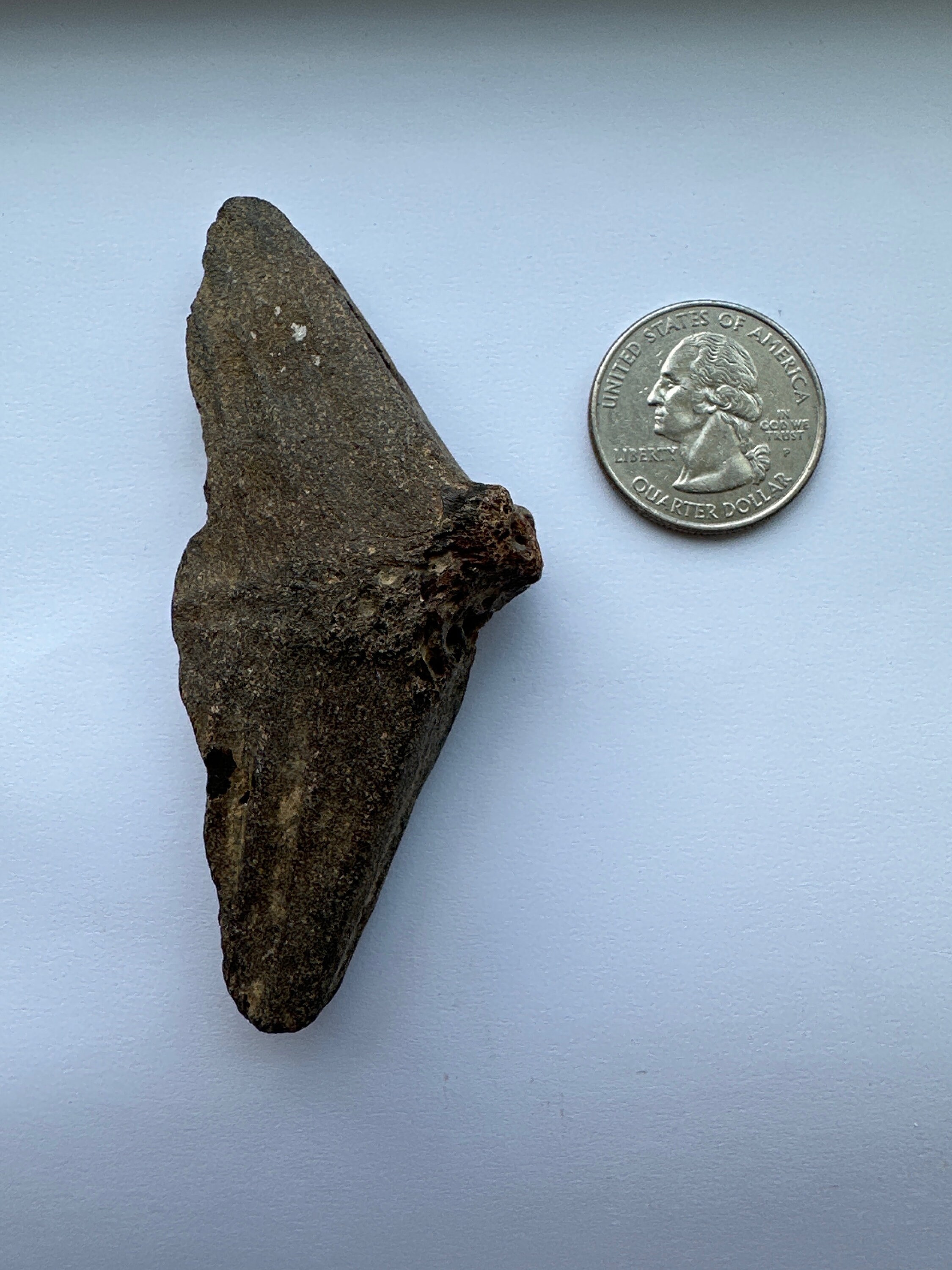 Large Fossil Fish Hypural Bone tail Bone Fossil Fish Fish Tail Bone ...