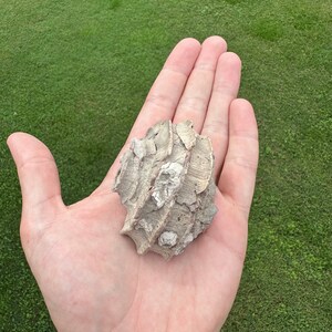 Huge Fossilized Ecphora Shell Fossil Shell Shell Fossil Fossilized ...