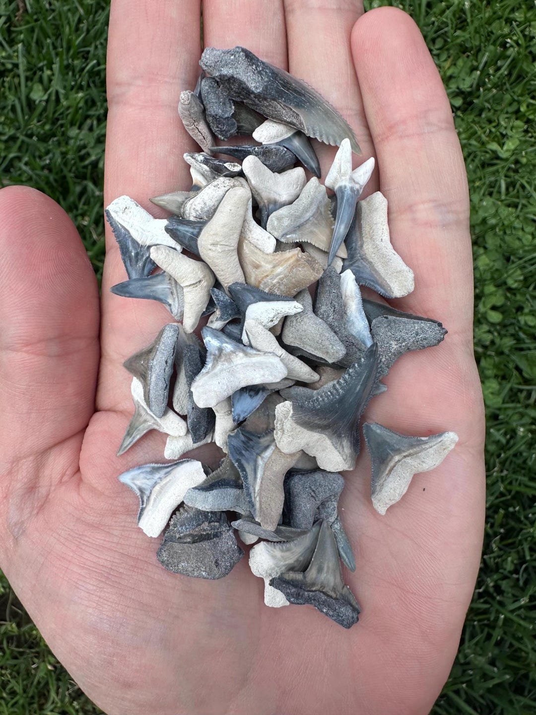 Shark Teeth - Bone Valley Bag of 15 Fossil Shark Teeth - Bag of 15 ...