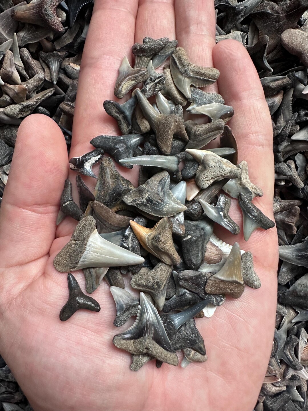 Shark Teeth - Bag of 30 Fossil Shark Teeth - Bag of 30 Complete Teeth ...
