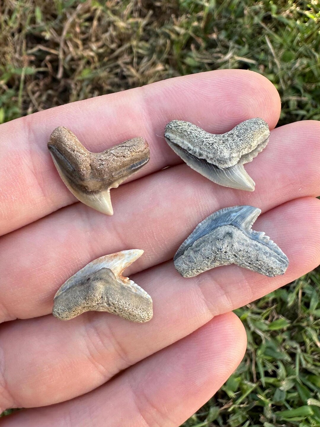 Fossil Tiger Shark Teeth Set of 4 Excellent Quality Fossil Teeth Fossil ...