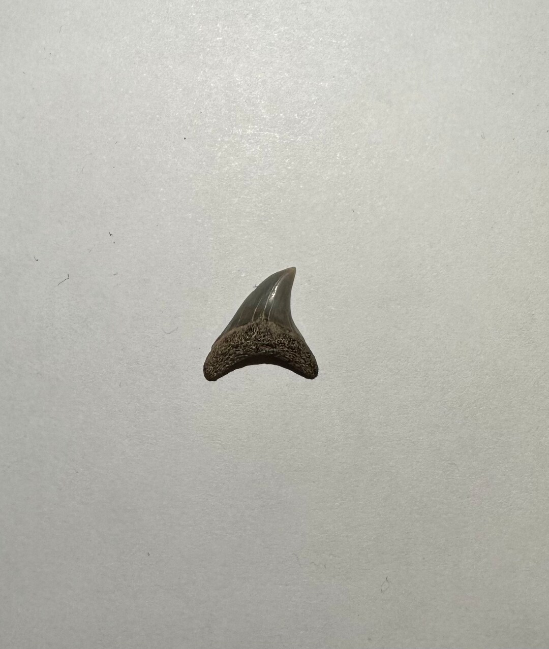 Museum Quality Very Rare Fossil Thresher Shark Tooth Fossil Shark Teeth ...