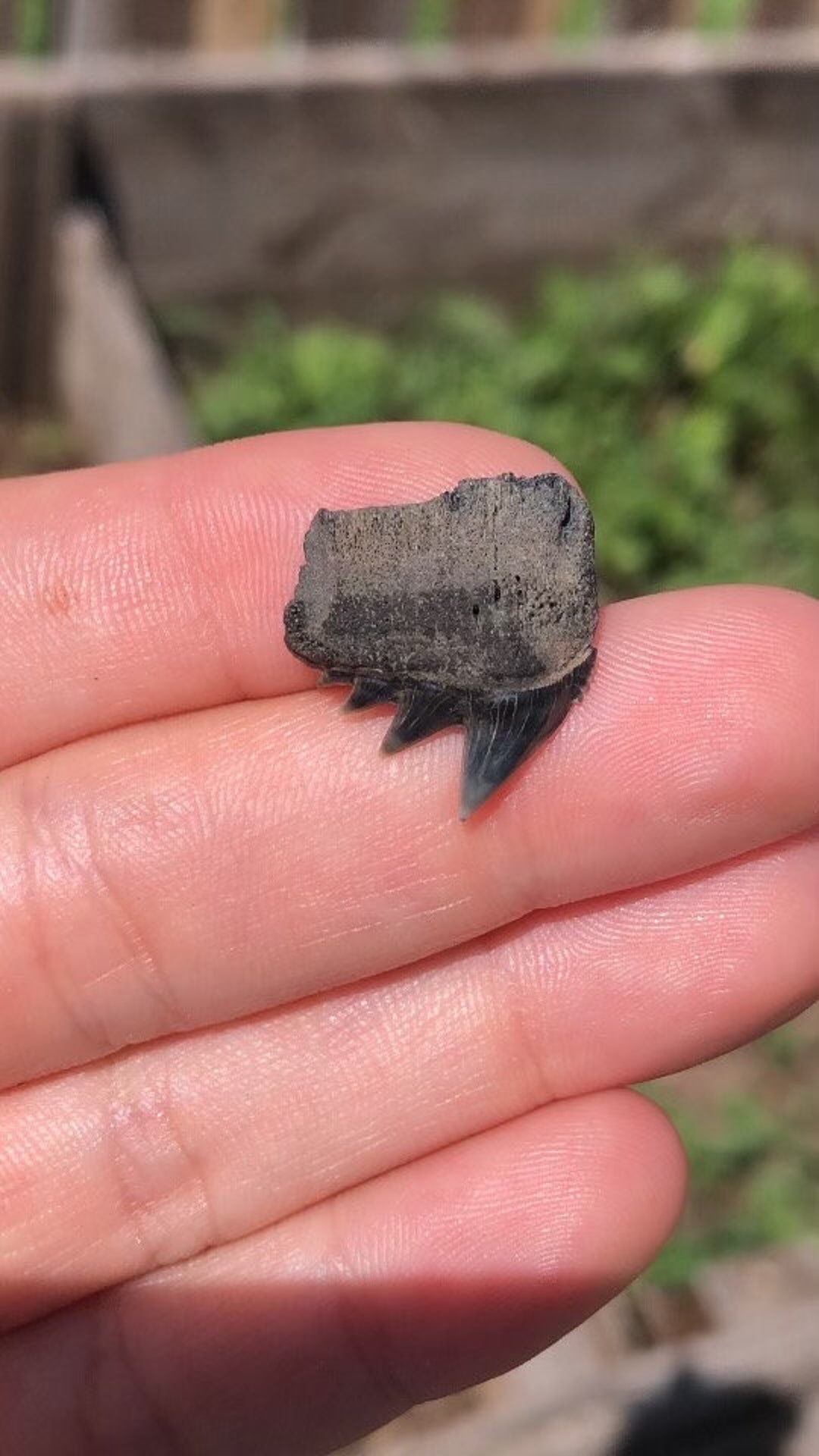 Museum Quality Upper Hexanchidae Cow Shark Fossil Shark Tooth Fossil ...