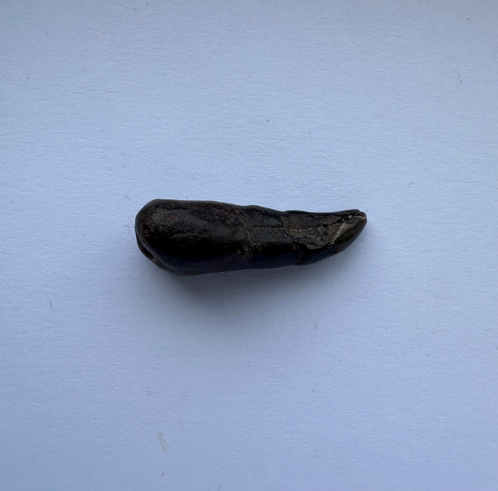 Rare Fossilized Dolphin Tooth Perfect Condition From Calvert Cliffs Md ...