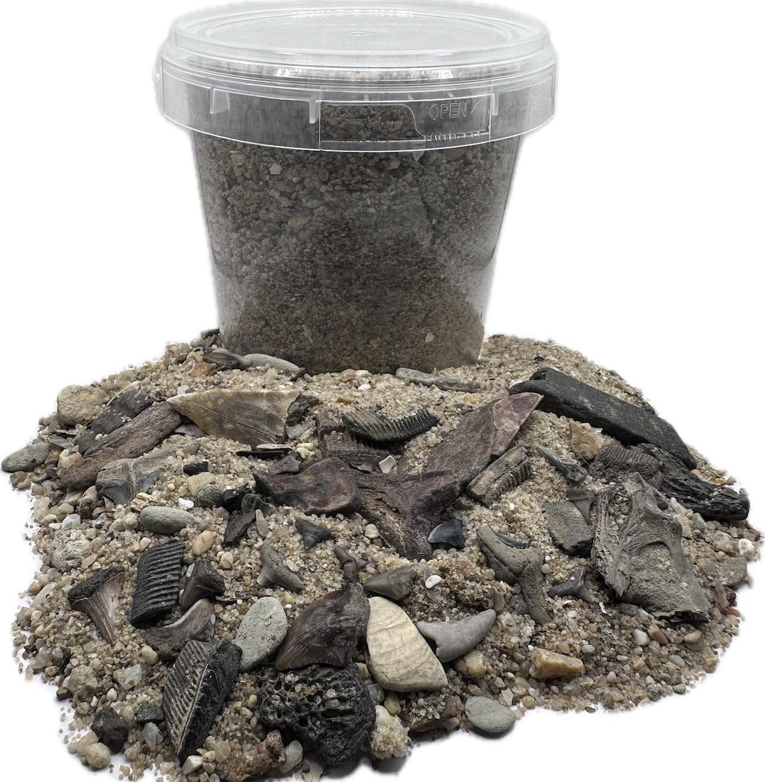 Fossil Dig Kit 75+ Fossils/fossil Shark Teeth + Small Megalodon Tooth ...