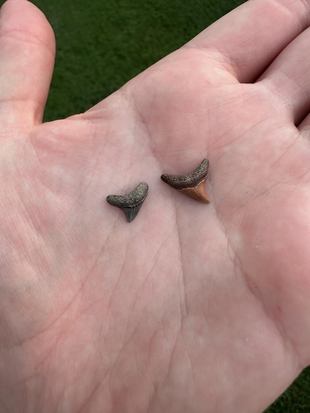 Rare Fossil Thresher Shark Teeth Pair -rare Orange Colored - Fossil ...