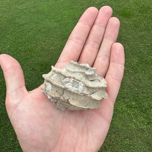 Huge Fossilized Ecphora Shell Fossil Shell Shell Fossil Fossilized ...