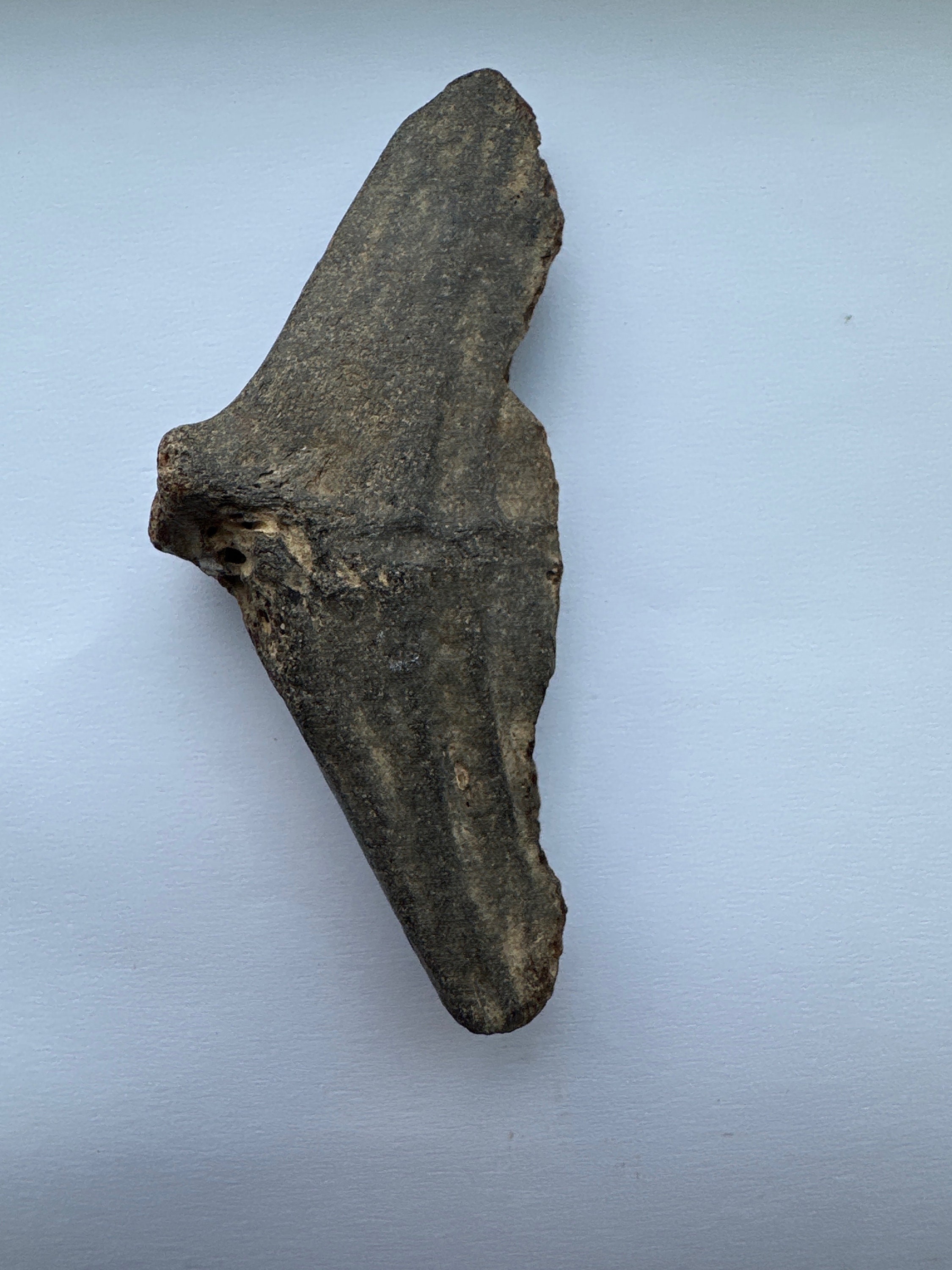 Large Fossil Fish Hypural Bone tail Bone Fossil Fish Fish Tail Bone ...