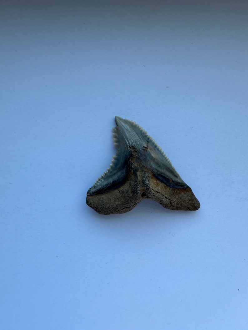 Large Excellent Quality 1.5 Fossilized Snaggleshark Tooth Hemi Shark ...