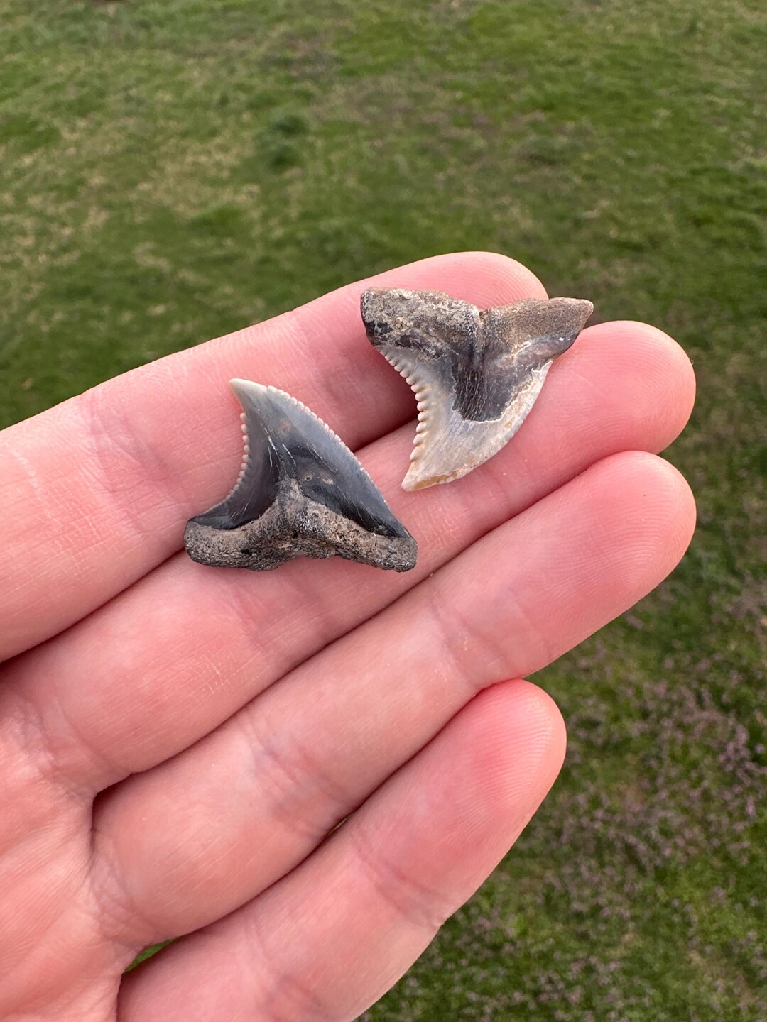 Small Fossilized Snaggle Shark Teeth Pair 1” in Length - Hemipristis ...