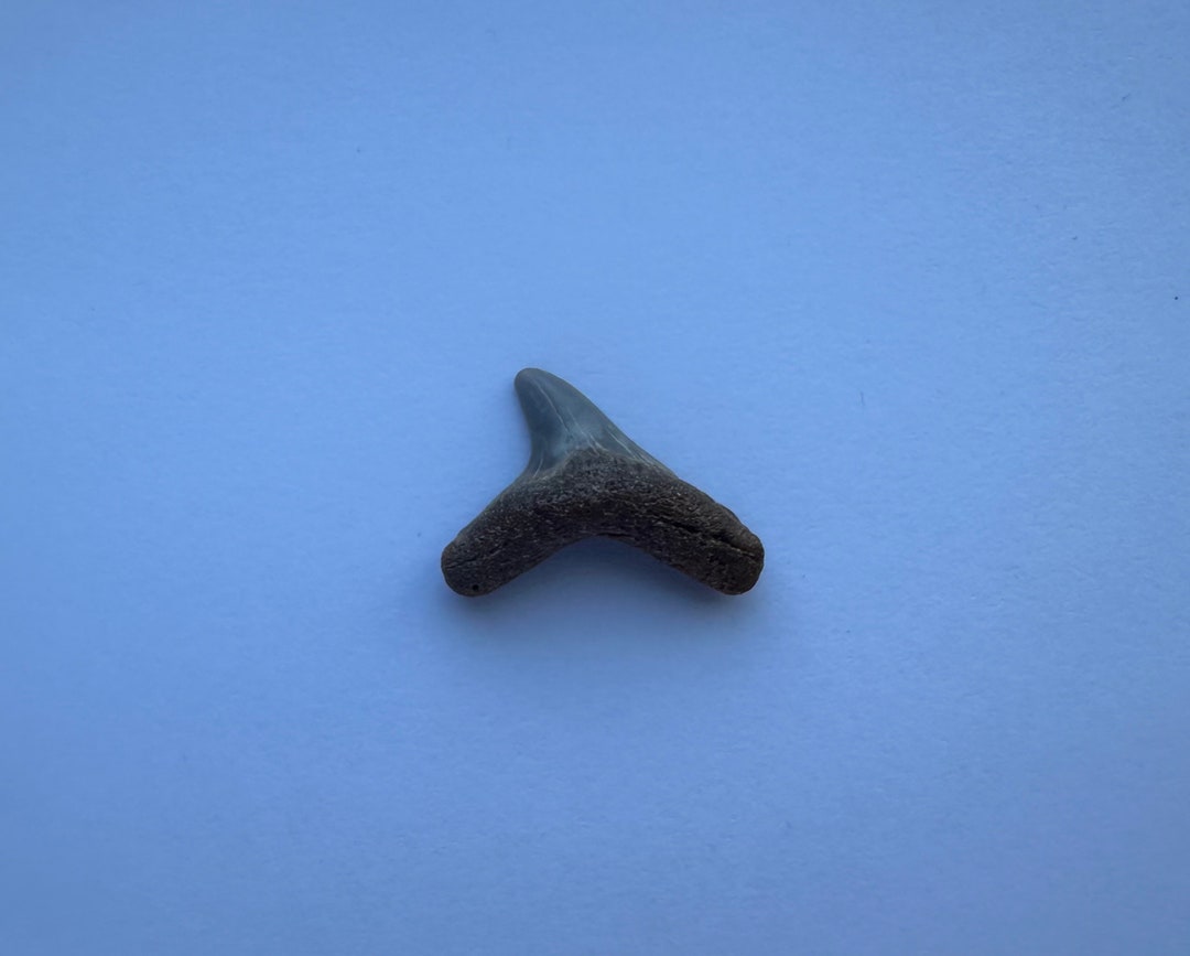 Very Rare Fossil Thresher Shark Tooth .6 Inches in Slant Length Fossil ...