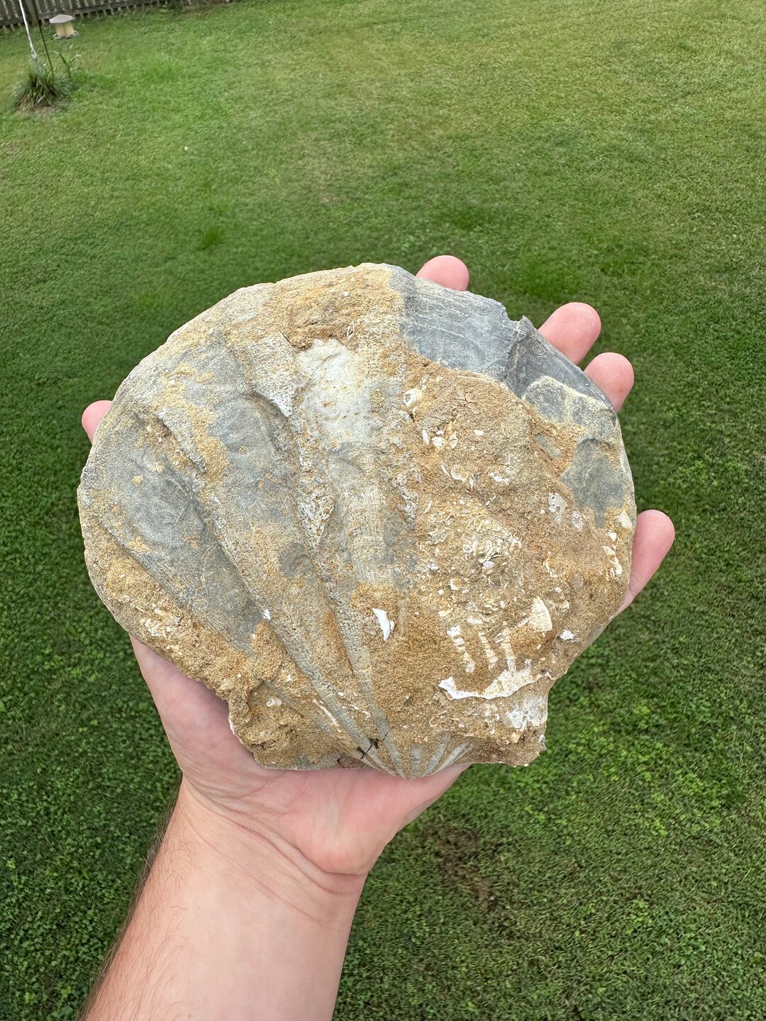 Huge Complete Fossilized Chesapecten Shell Fossil Shell Shell Fossil