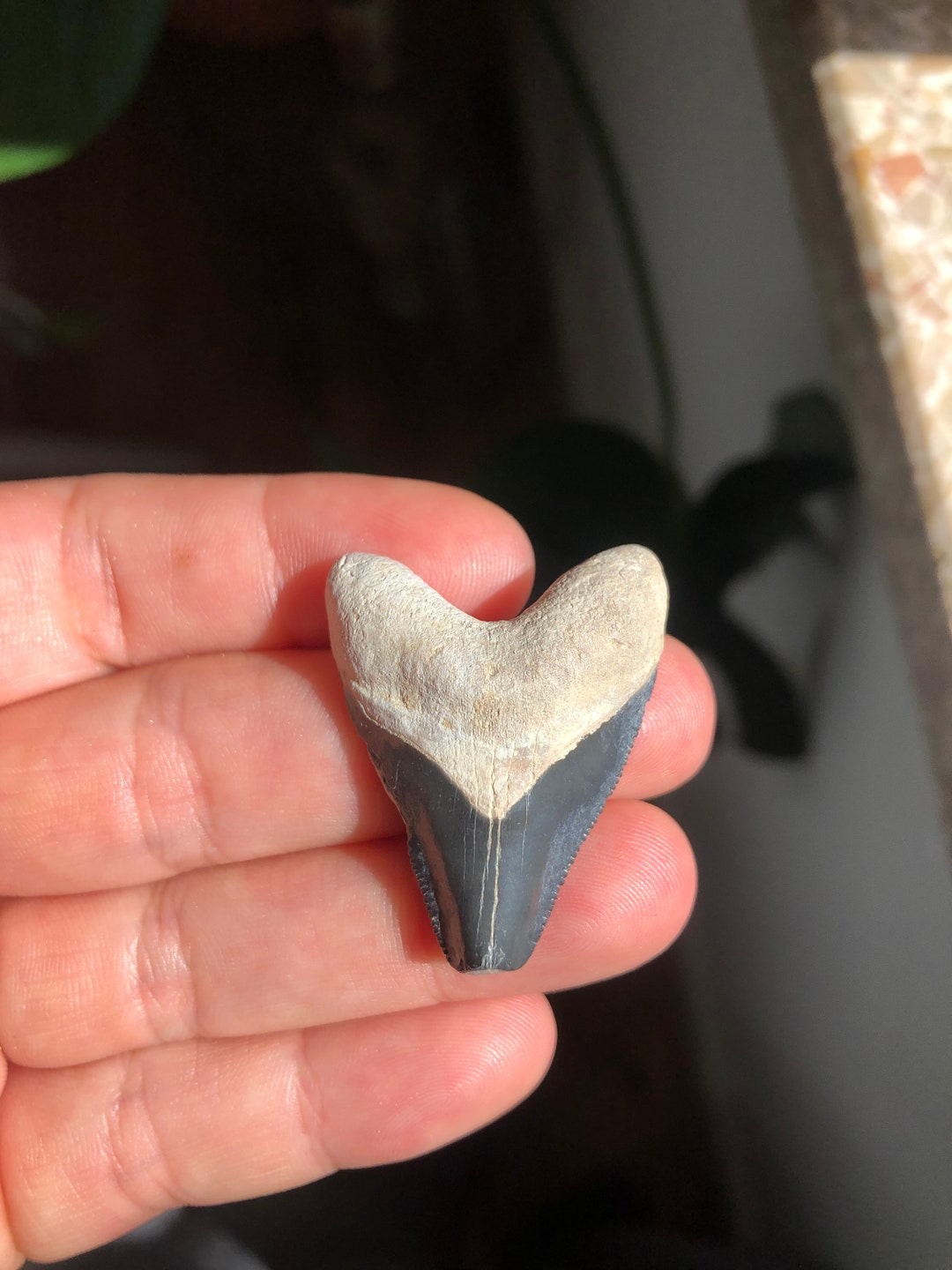 Rare Hubbell Megalodon Tooth Bone Valley Megalodon Tooth Shark Teeth ...