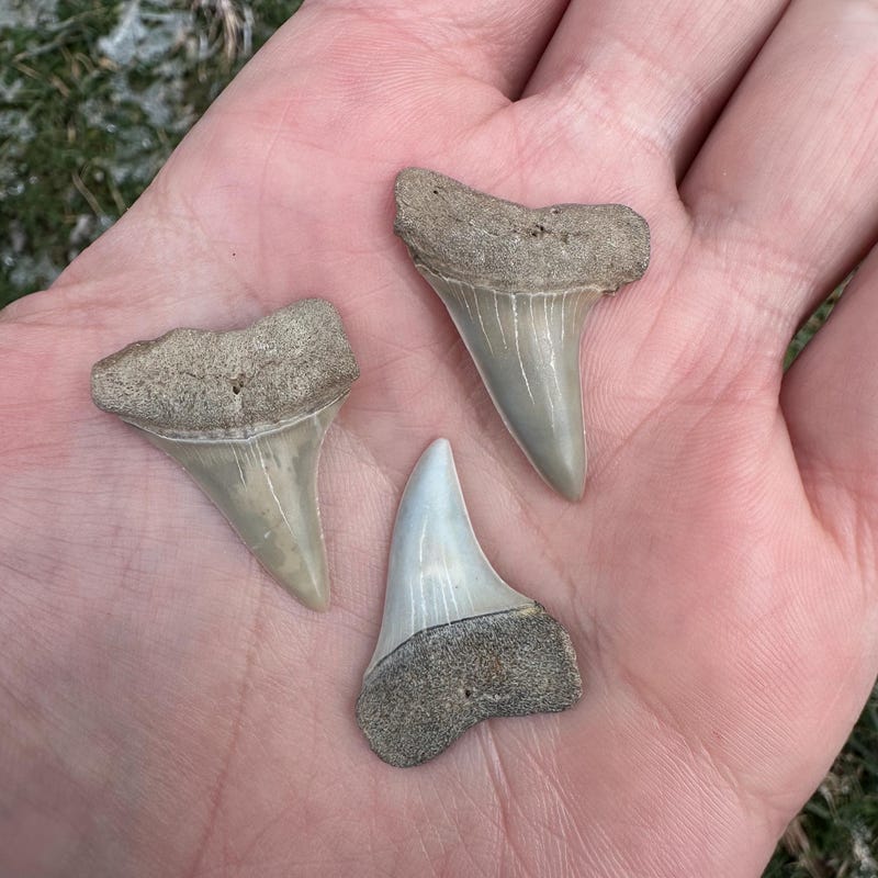 Shark Teeth - Etsy