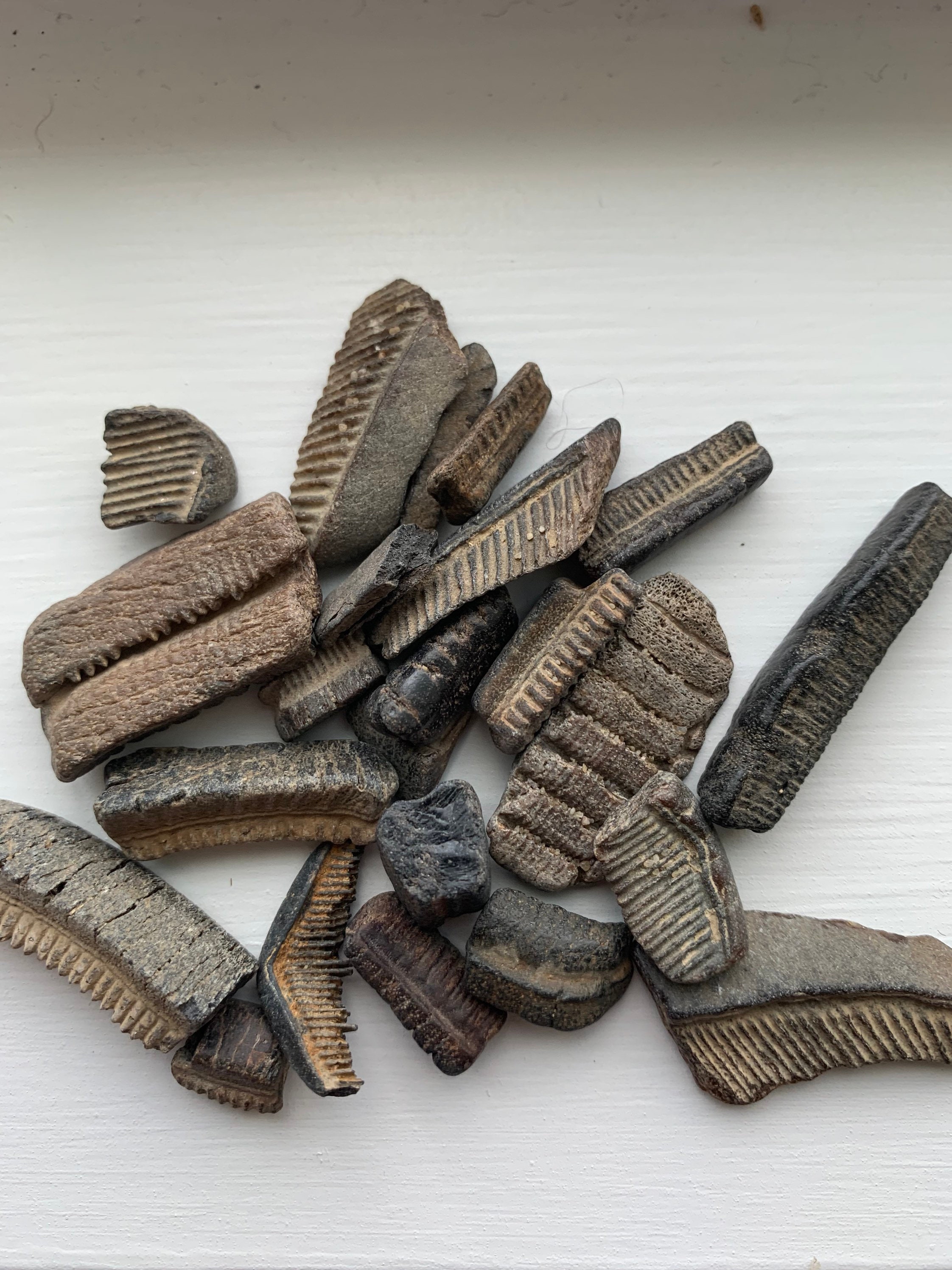 Can anyone identify what animal these teeth belong to? : r ...