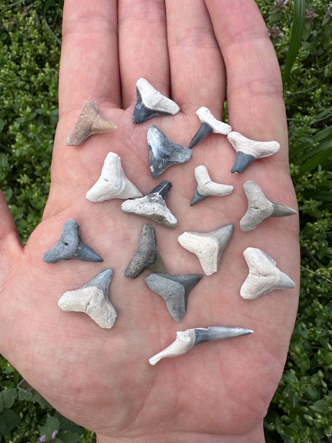 Shark Teeth - Bone Valley Bag of 15 Fossil Shark Teeth - Bag of 15 ...