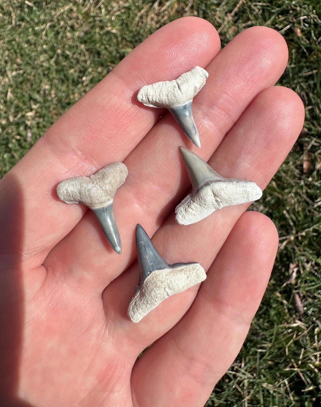Museum Quality Fossil Lemon Shark Teeth - Set of 4 Excellent Quality ...