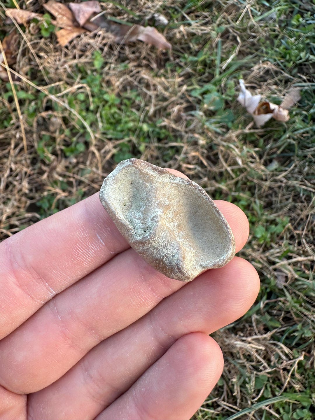 Very Rare Fossil Miocene Bulla Bone Sea Mammal Inner Ear Bone Large ...