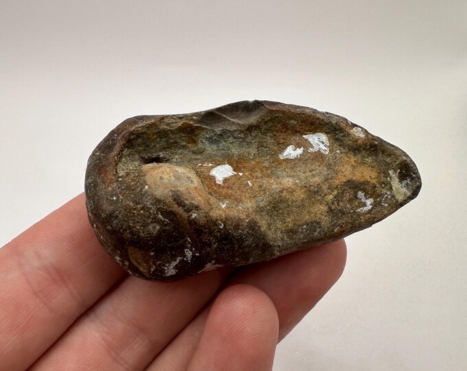 Great Old Bison Jaw With Five Intact Teeth - Etsy