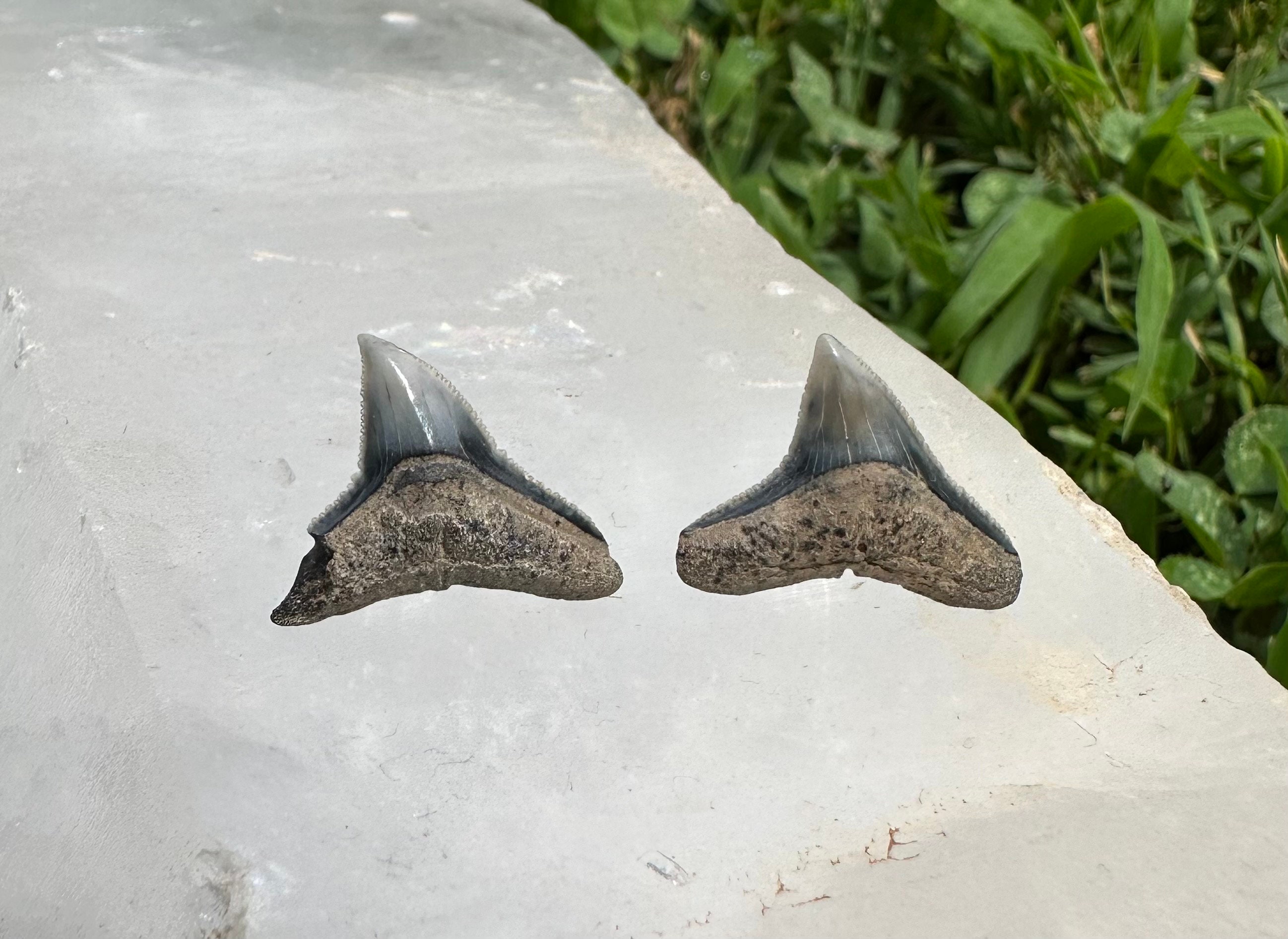 Fossil Shark Teeth Earrings Shark Teeth Stud Earrings - Etsy