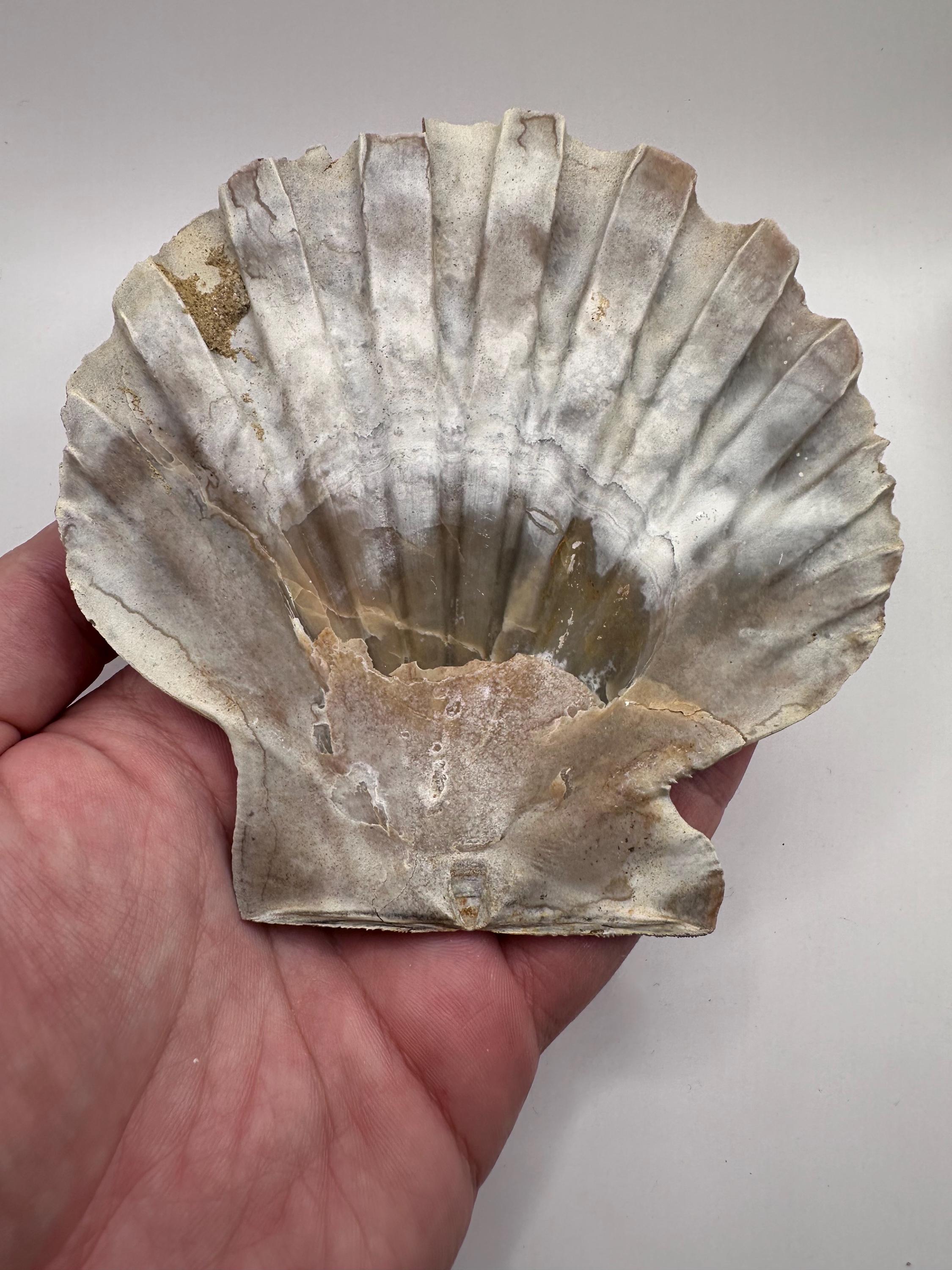 Large Pair of Fossilized Chesapecten Scallop Shell - Fossil Shell ...