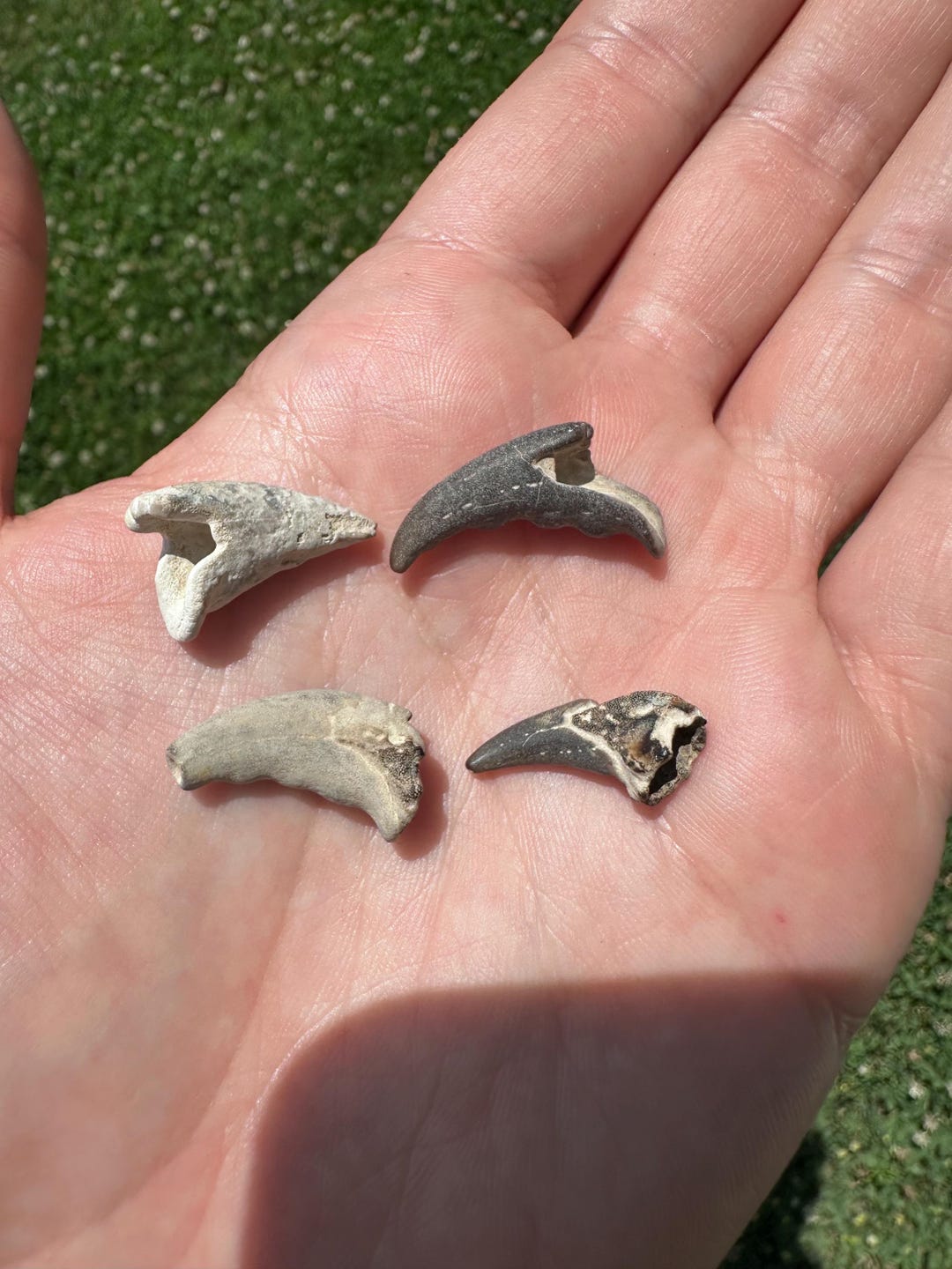 Miocene Crab Claw Fossils: Calvert Cliffs Set of 4 - Etsy