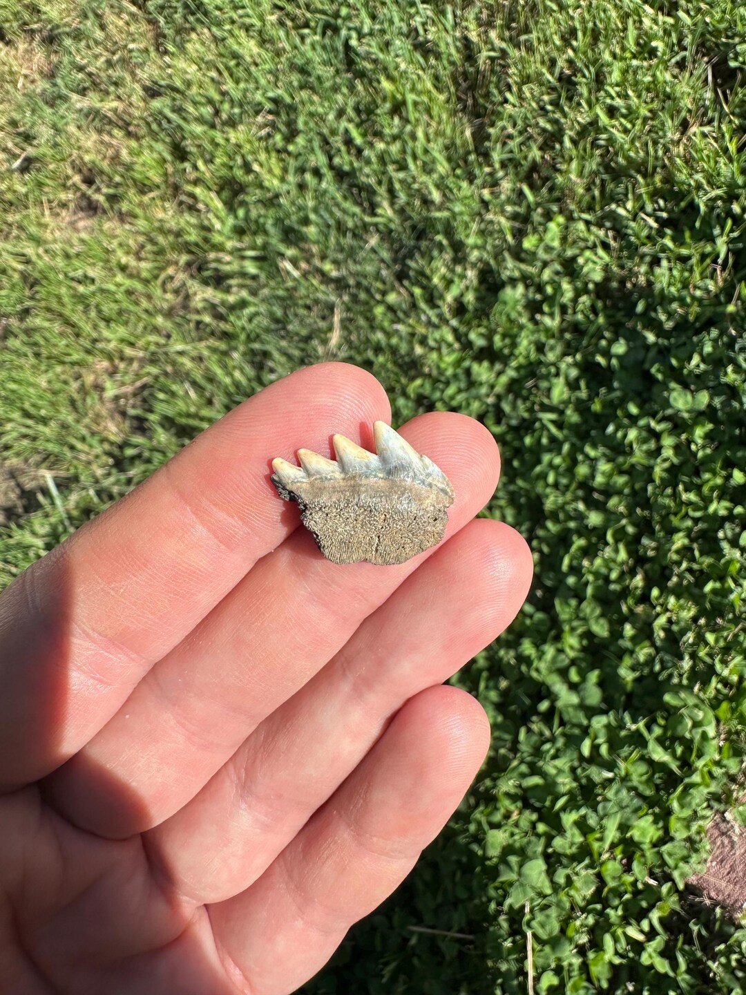 Rare Fossilized Cow Shark Tooth - Beautiful Orange Brown Coloration ...