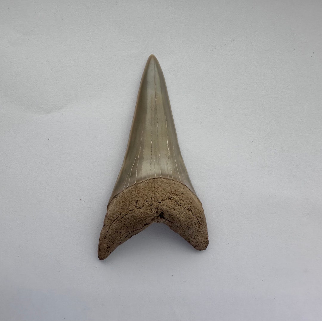 Huge Flawless Fossilized Mako Shark Tooth Finest Grade Mako Shark Tooth ...
