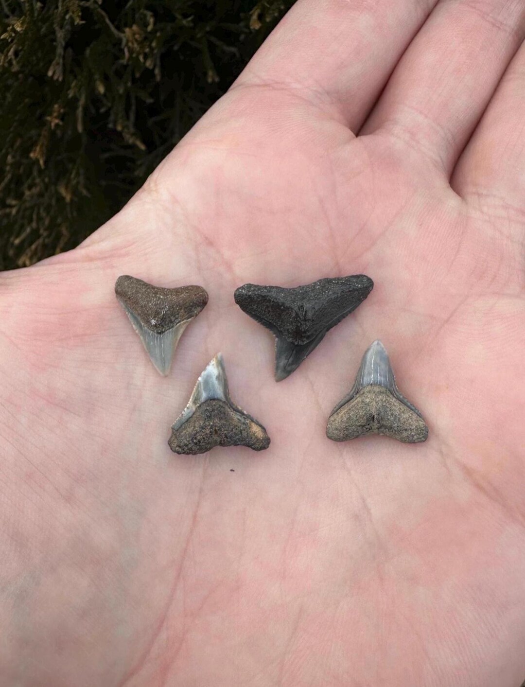 Large Great Quality Fossil Dusky Shark Teeth - Set of 4 Excellent Quality Fossil Teeth - Fossil ...