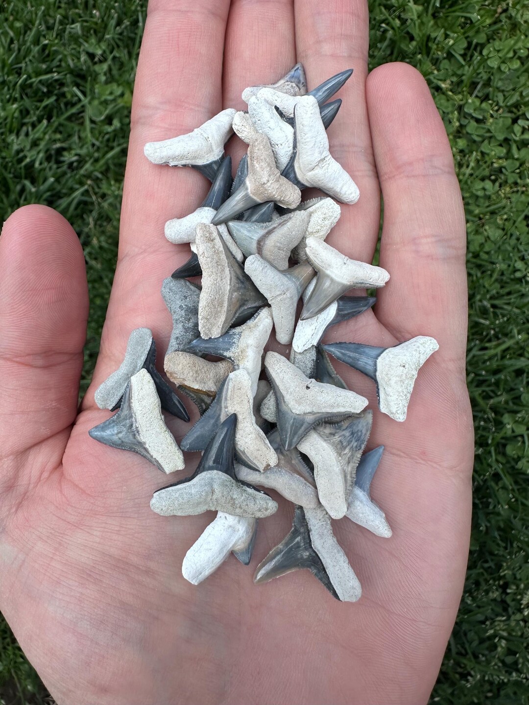 A+ Grade Fossil Shark Teeth - Bag of 15 Bone Valley Perfect Quality ...