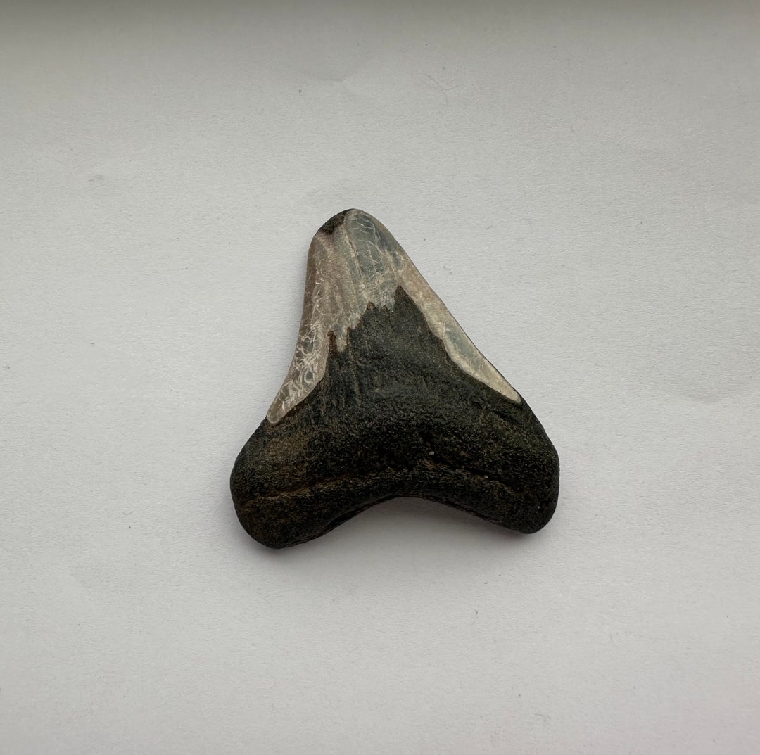 Fossil Megalodon Shark Tooth Rare lightning Strike Coloration 1.75 in ...