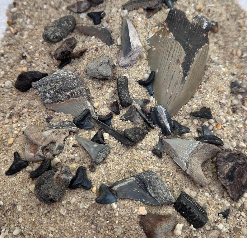 Fossil Dig Kit 75+ Fossils/fossil Shark Teeth + Large Megalodon Tooth ...