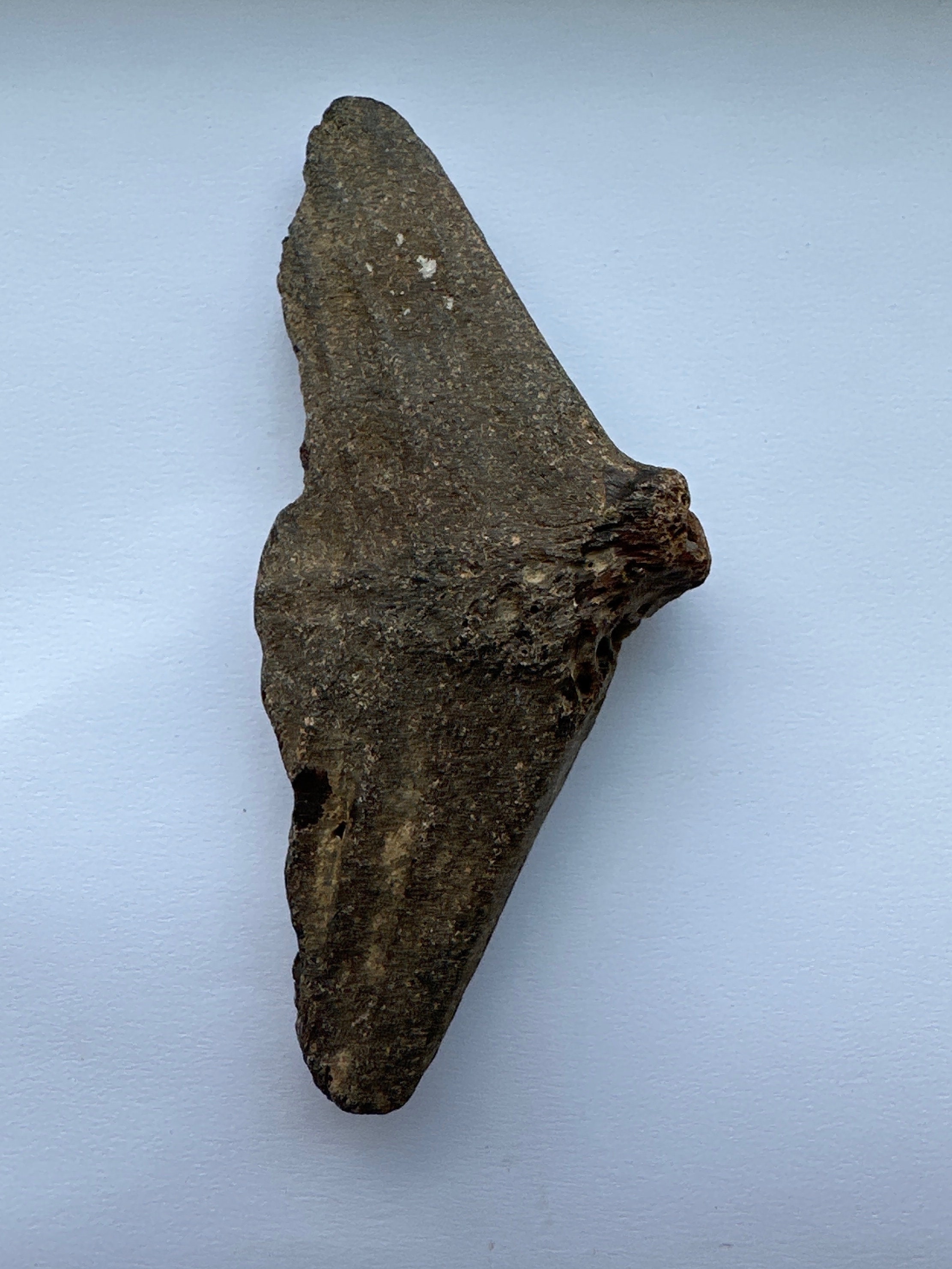 Large Fossil Fish Hypural Bone tail Bone Fossil Fish Fish Tail Bone ...