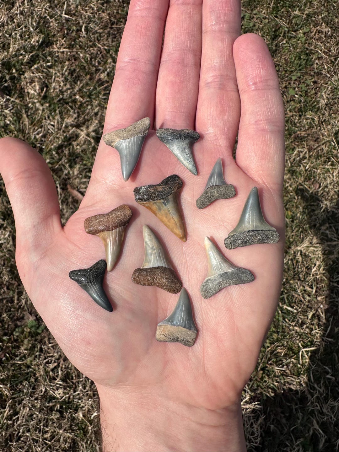 Colorful Jewelry Grade Fossilized Shark Teeth Mako Shark Teeth Set of ...