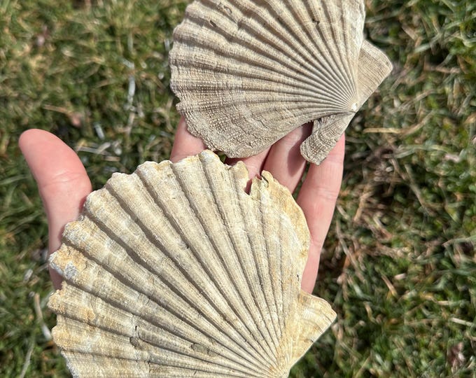 Complete Small Fossilized Chesapecten Shells - Set of 3 Fossil Shells ...