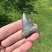 Large Fossil Miocene Bulla Bone - Sea Mammal Inner Ear Bone - Fossil ...