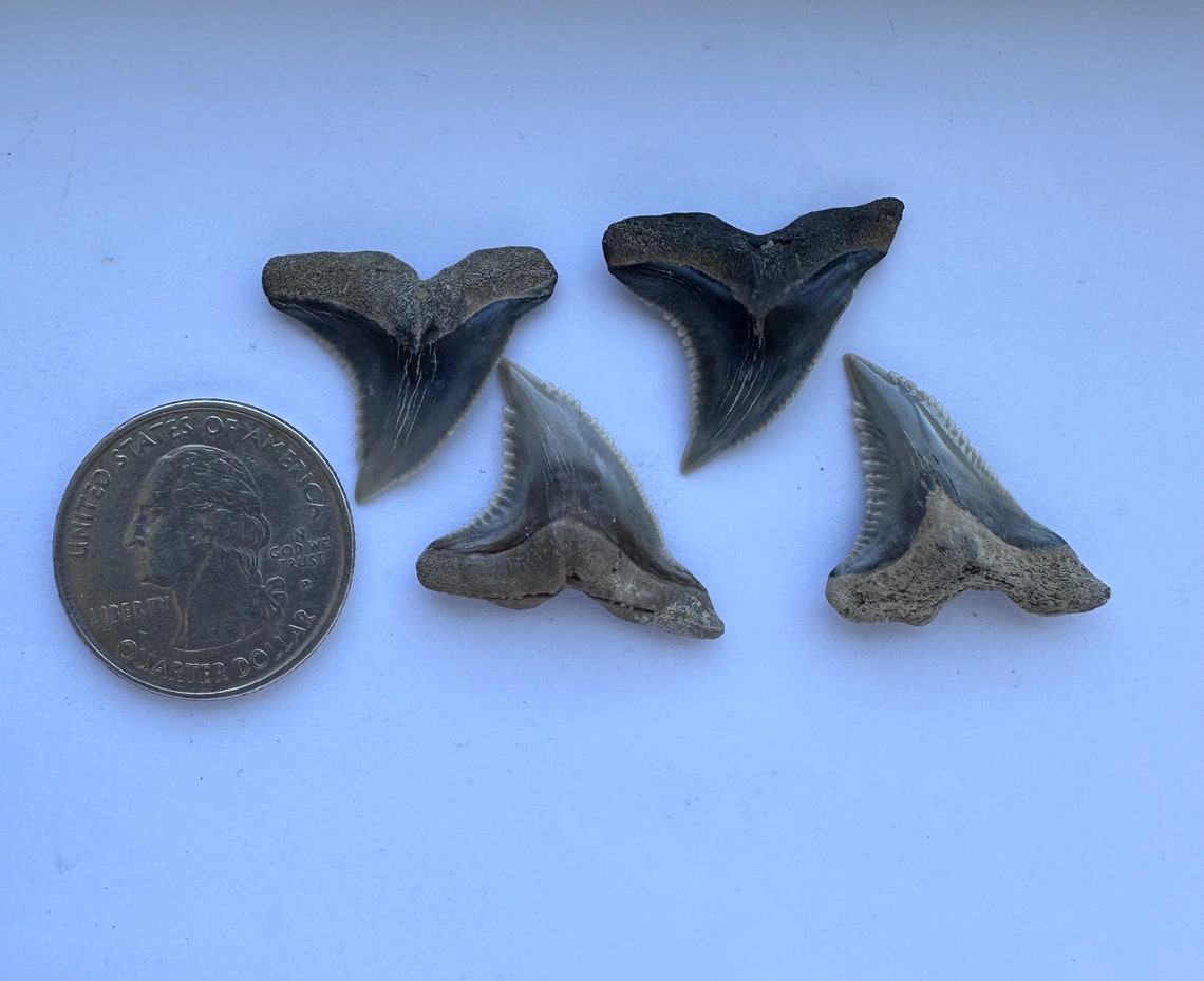 Museum Quality Fossil Shark Teeth Set of 4 Fossil Hemipristis Shark ...