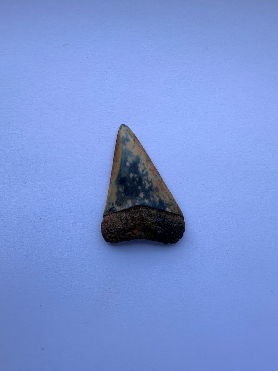 Very Rare Fossilized Mako Shark Tooth With Rare Coloration Mako Teeth 1 ...