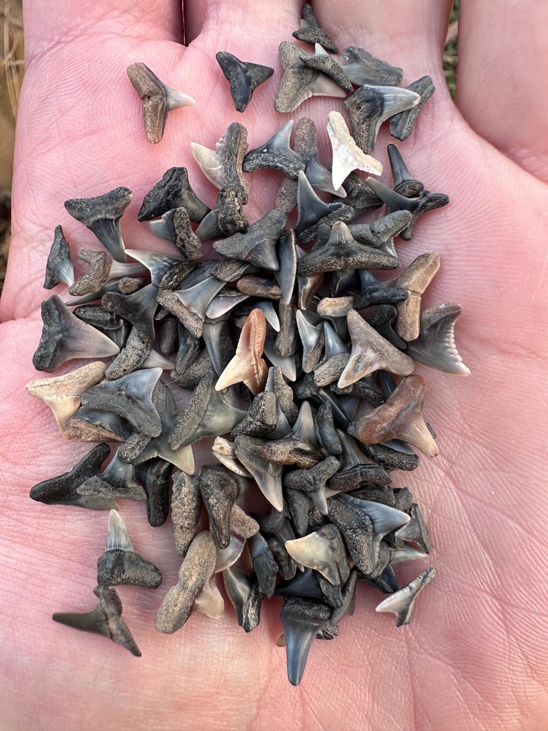 Micro Fossil Shark Teeth Bag of 40 Micro Fossil Shark Teeth Less Than ...