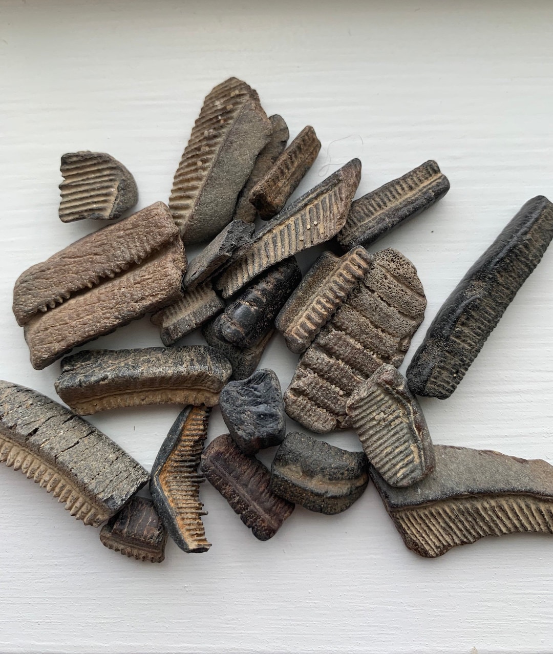Fossilized Stingray Teeth Set of 15 Teeth Stingray Teeth Fossil ...