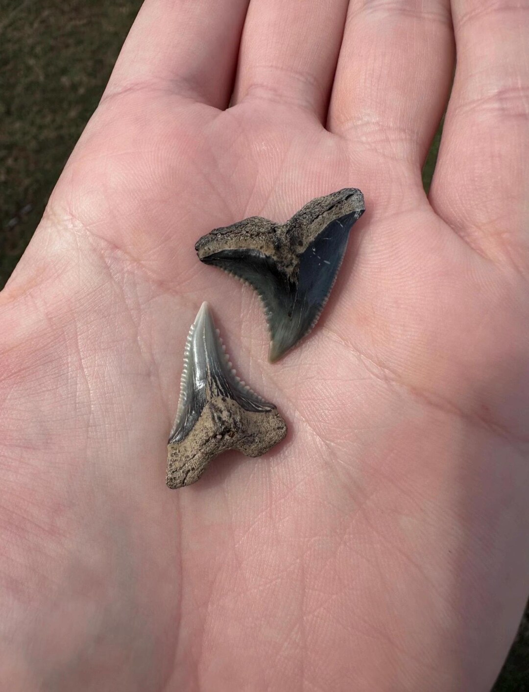 Museum Quality Fossilized Snaggle Shark Teeth Pair 1.25” in Lenght ...