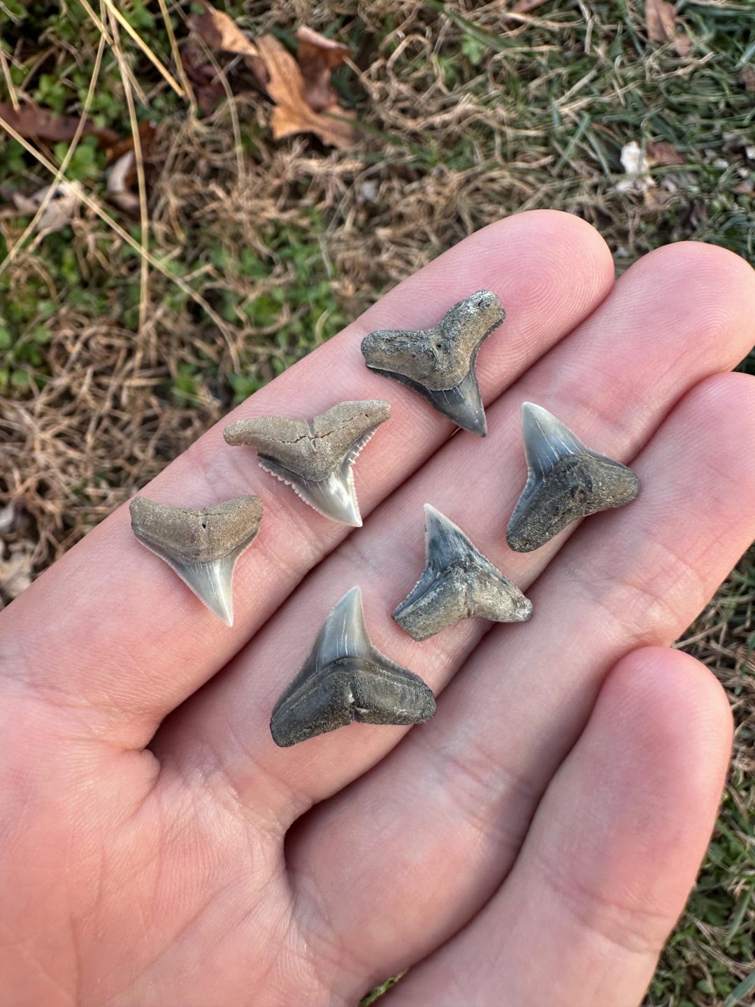 Fossil Dusky Shark Teeth Set of 6 Excellent Quality Fossil Teeth Fossil ...