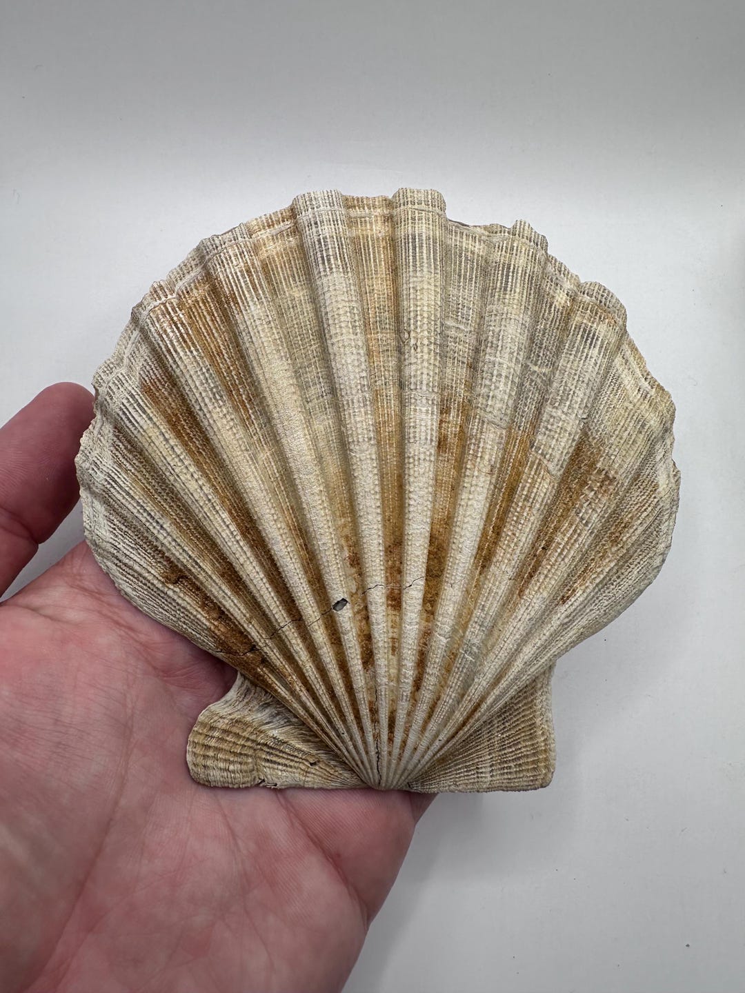 Large Pair of Fossilized Chesapecten Scallop Shell - Fossil Shell ...