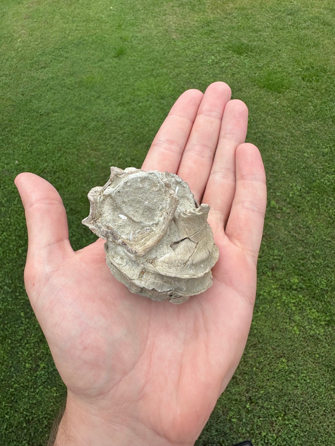 Huge Fossilized Ecphora Shell Fossil Shell Shell Fossil Fossilized ...